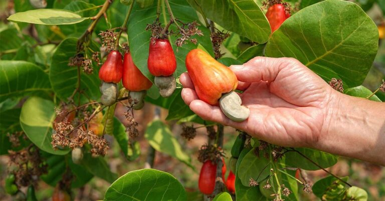 Where Do Cashew Nuts Come From? Uncovering the Journey of Your Favorite ...