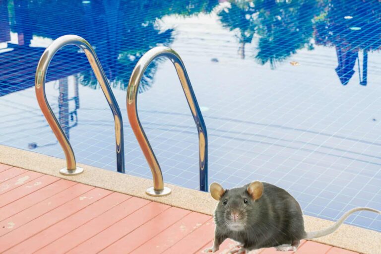 The Evolution of Roblox - From Dynablocks to a Global Gaming Phenomenon ...